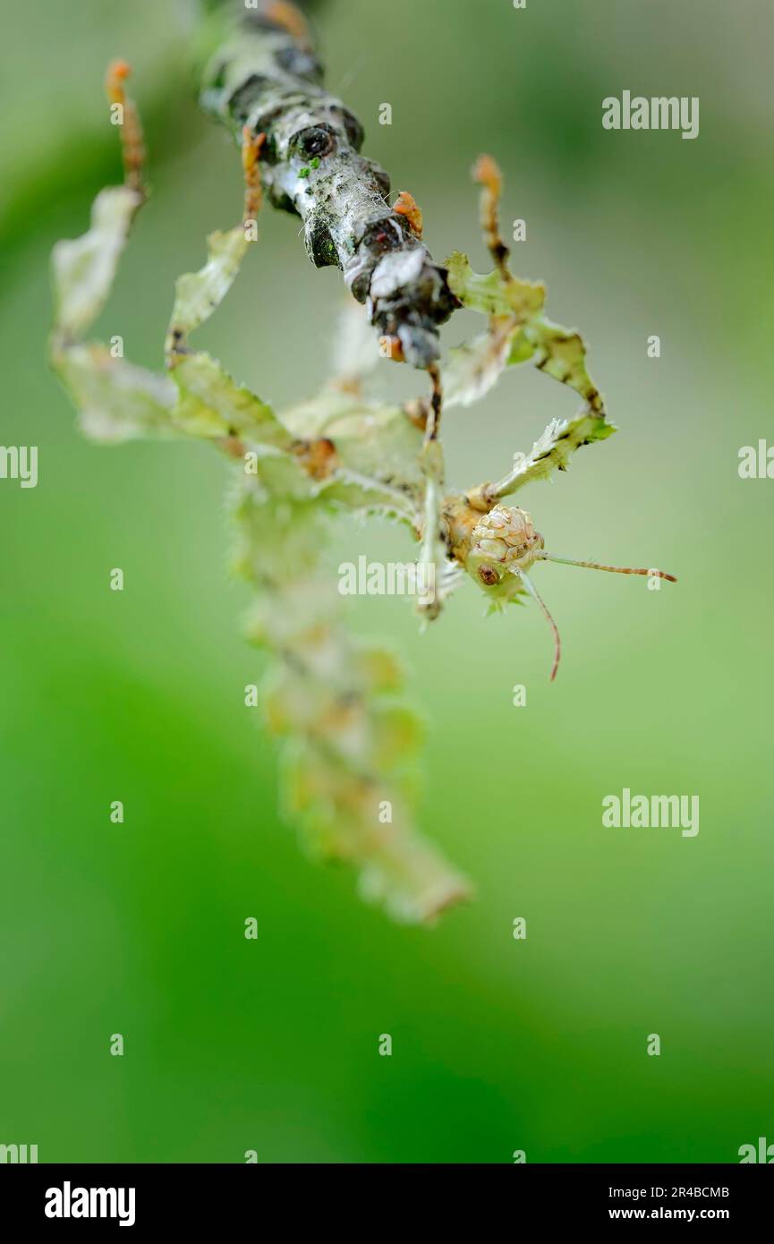 Ghost with walking stick hi-res stock photography and images - Alamy