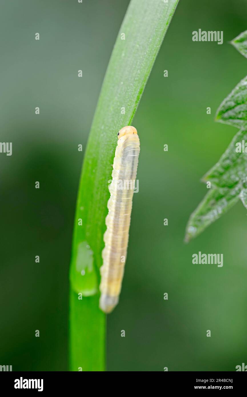 Sawfly (Symphyta) larva, North Rhine-Westphalia, Germany Stock Photo ...