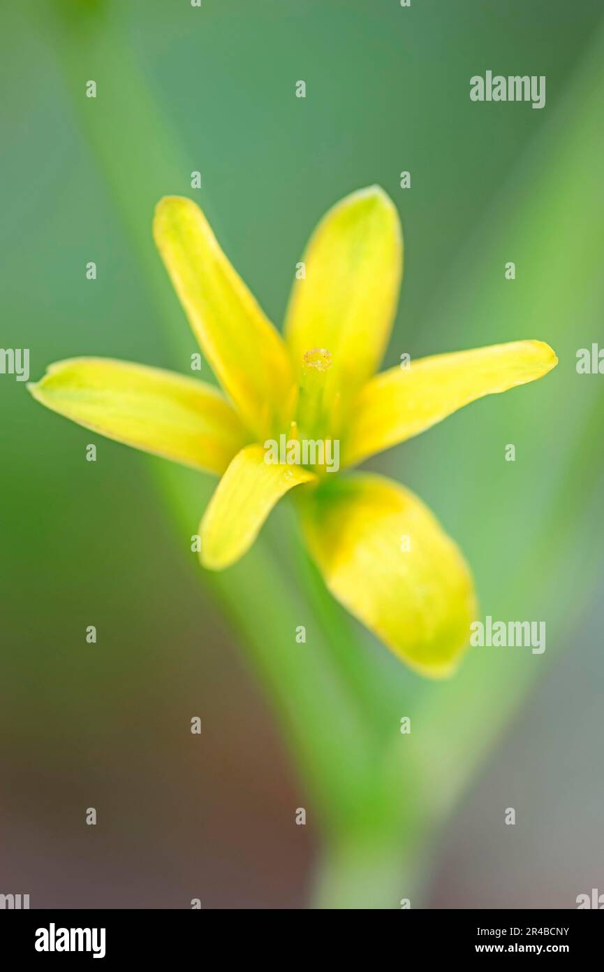 North Rhine-Westphalia, Waldgelbstern, common yellow star (Gagea lutea ...
