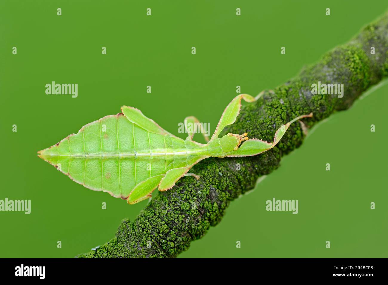 Male nymph hi-res stock photography and images - Alamy