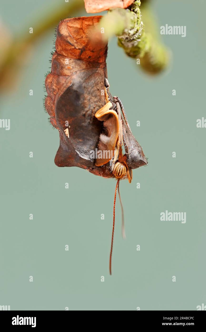 Owl butterfly pupa hi-res stock photography and images - Alamy