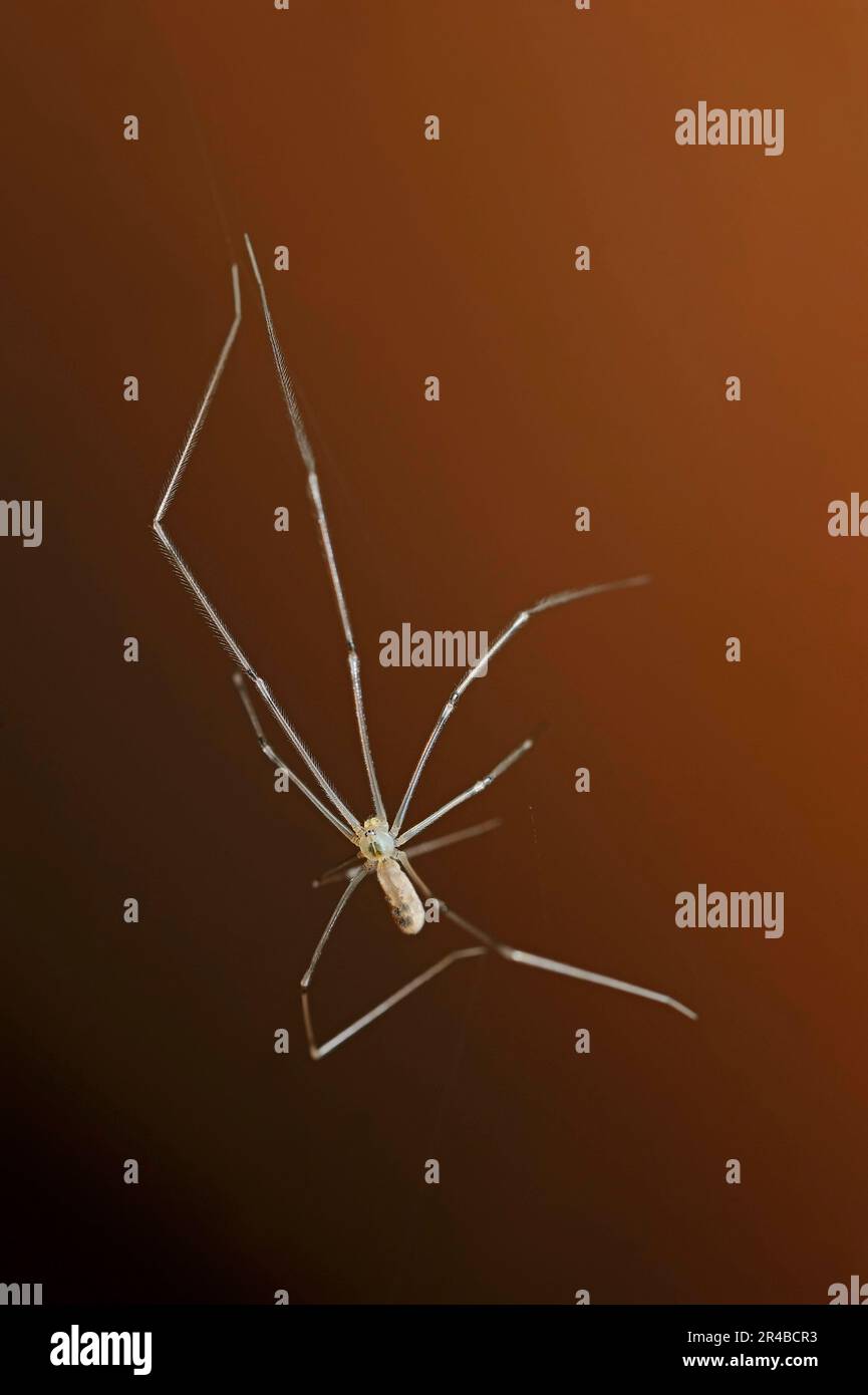 Daddy Long-legs Spider, North Rhine-Westphalia, Germany (Pholcus ...