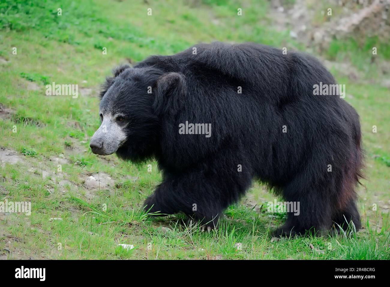 Sloth bear (Melursus ursinus) (Ursus ursinus Stock Photo - Alamy