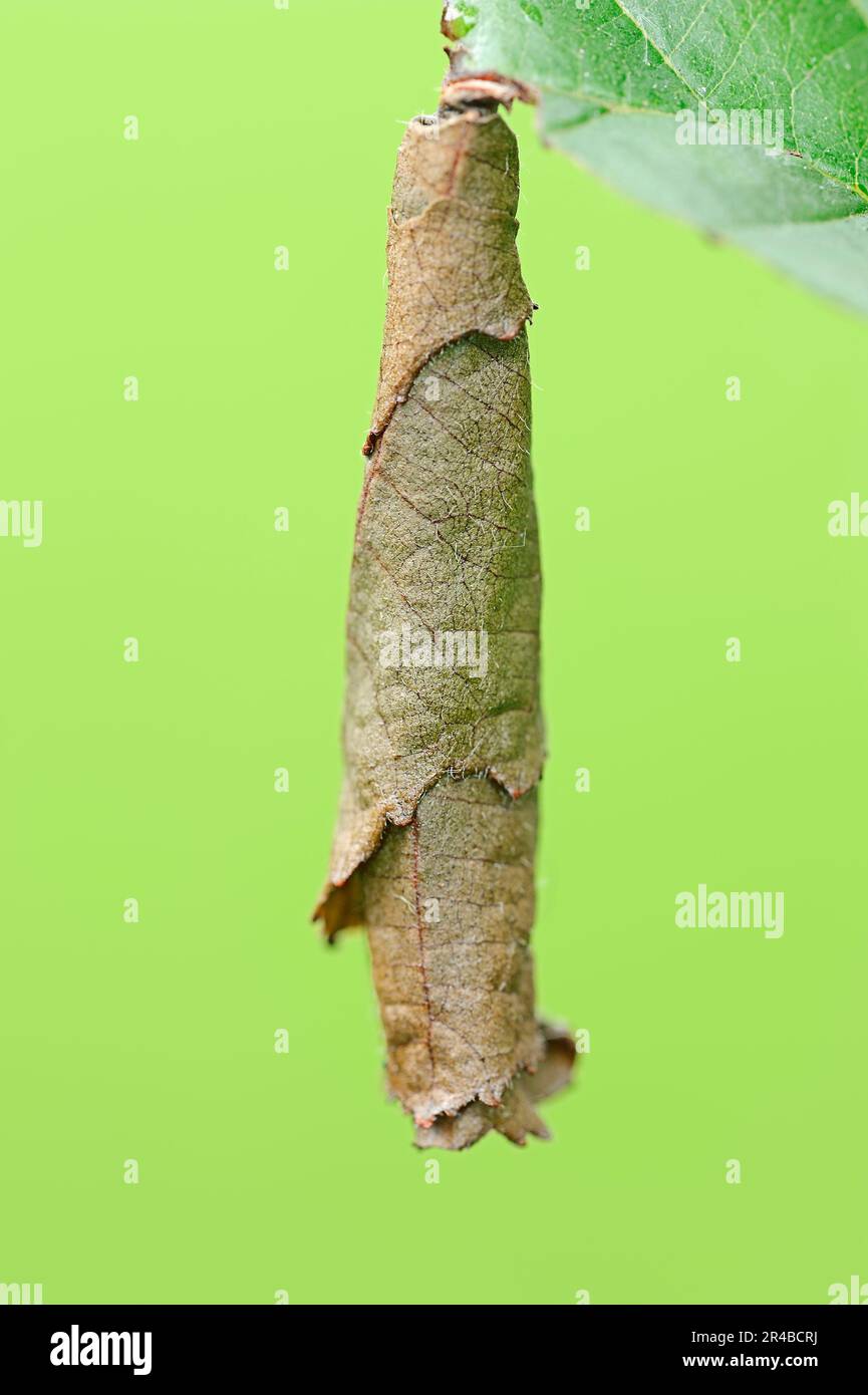 Birch leaf roller beetle hi-res stock photography and images - Alamy