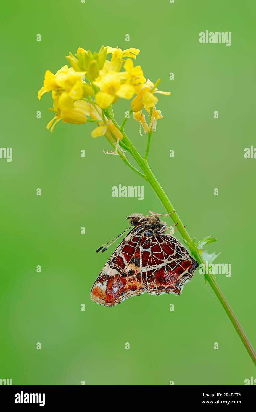 European map hi-res stock photography and images - Alamy