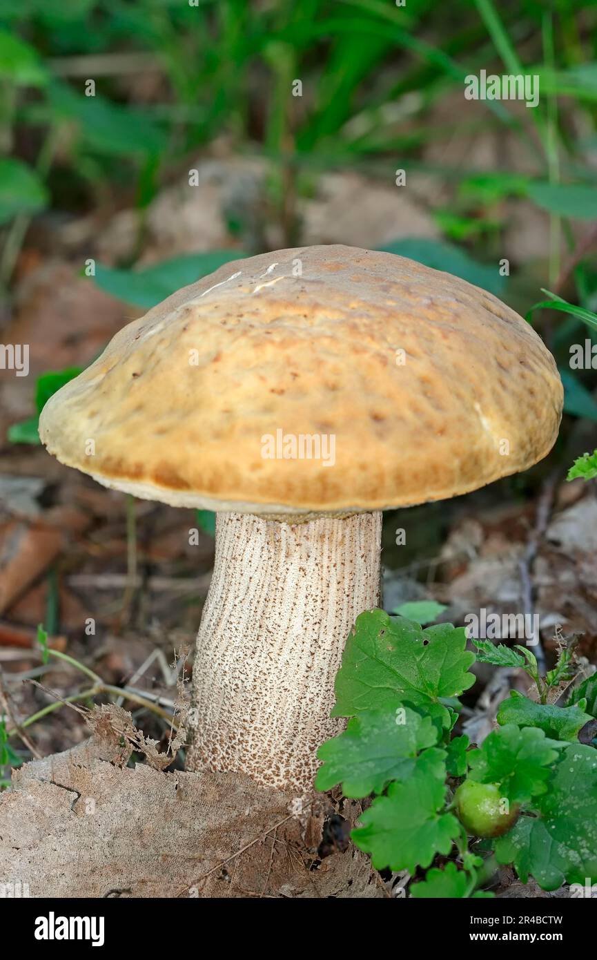North Rhine-Westphalia (Leccinum griseum) (Leccinum carpini), Hornbeam ...