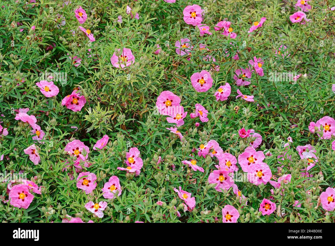Orchid cistus hi-res stock photography and images - Alamy