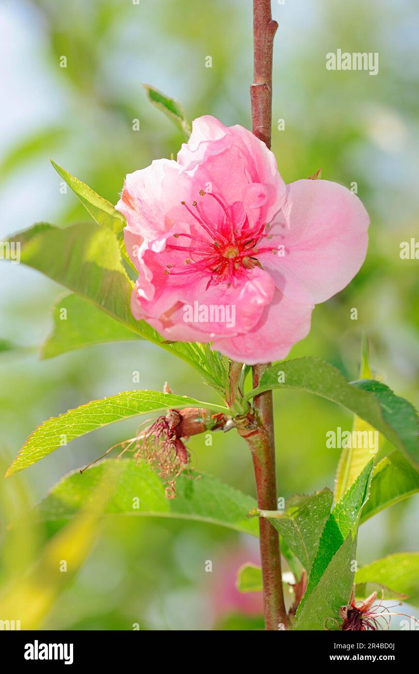 Peach tree (Prunus persica), blossom, Provence, southern France Stock ...