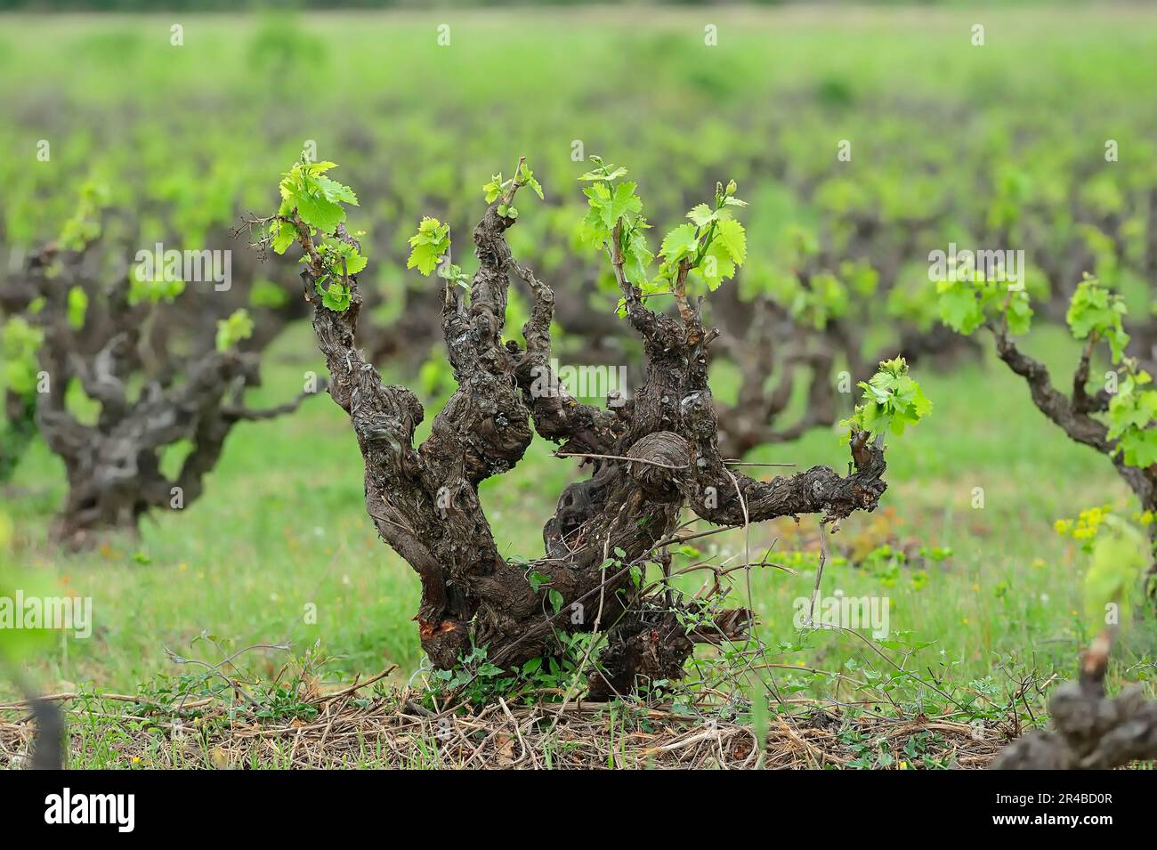 Outdoor vine hi-res stock photography and images - Alamy