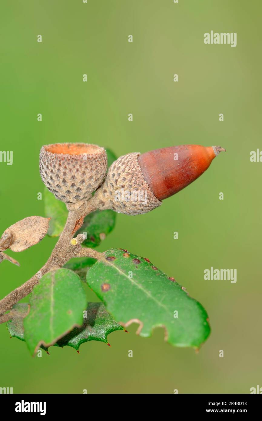 Acorn, Provence, South France (Quercus coccifera) (Quercus ...