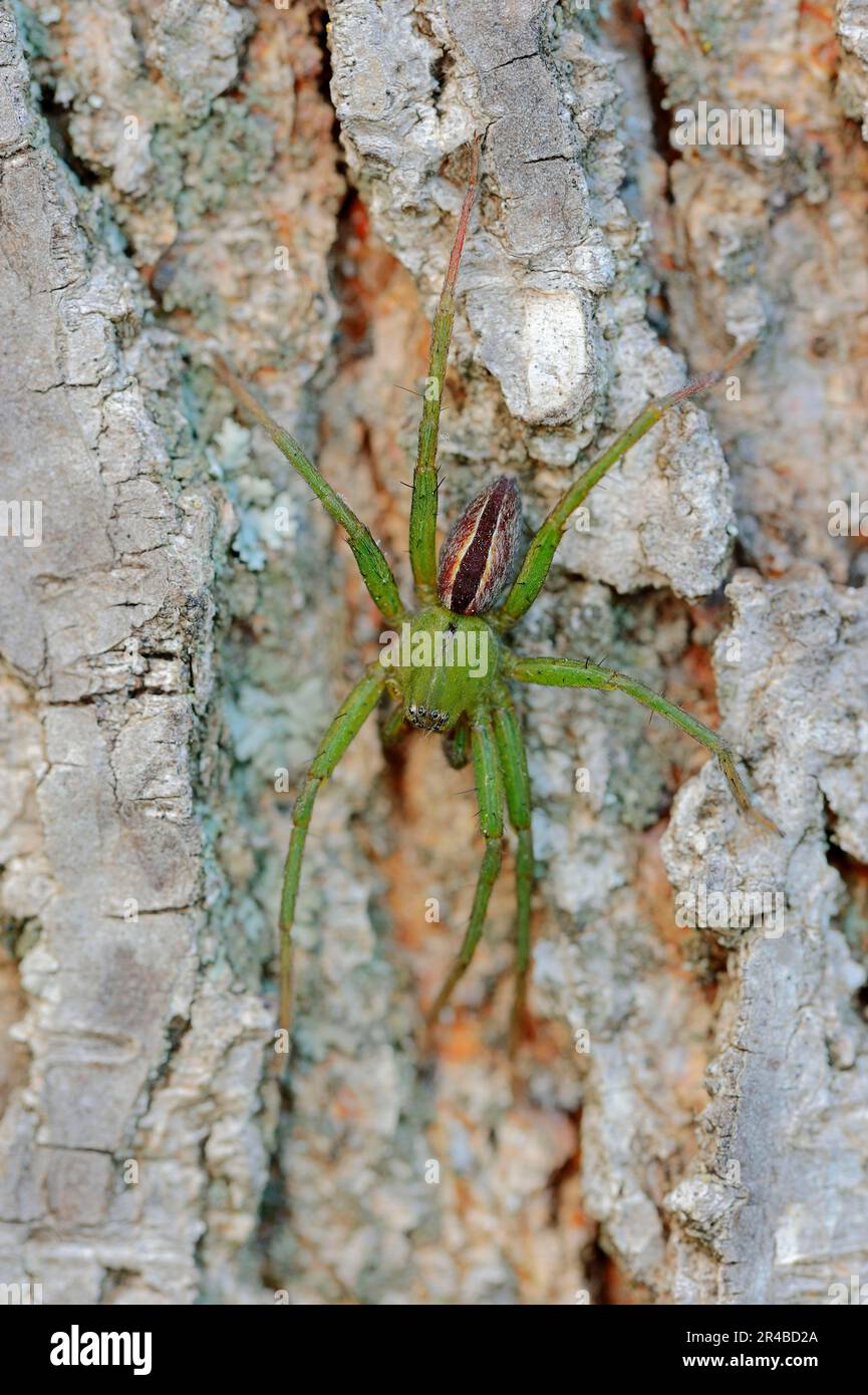 Green huntsman spider (Micrommata virescens), male, Provence, southern ...