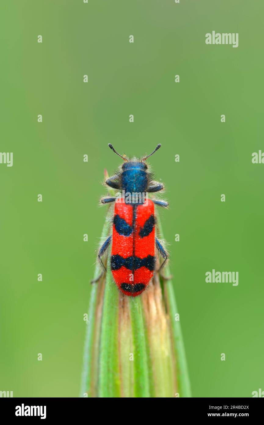 Shaggy bee beetle, Provence, southern France (Trichodes alvearius Stock ...