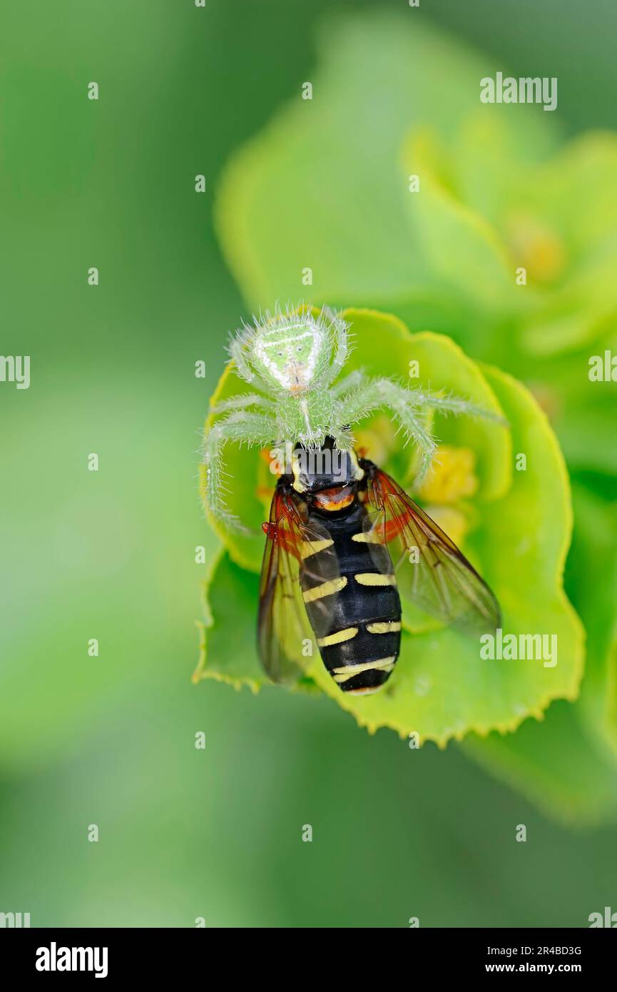 Triangle crab spider with captured hoverfly, Provence, southern France ...