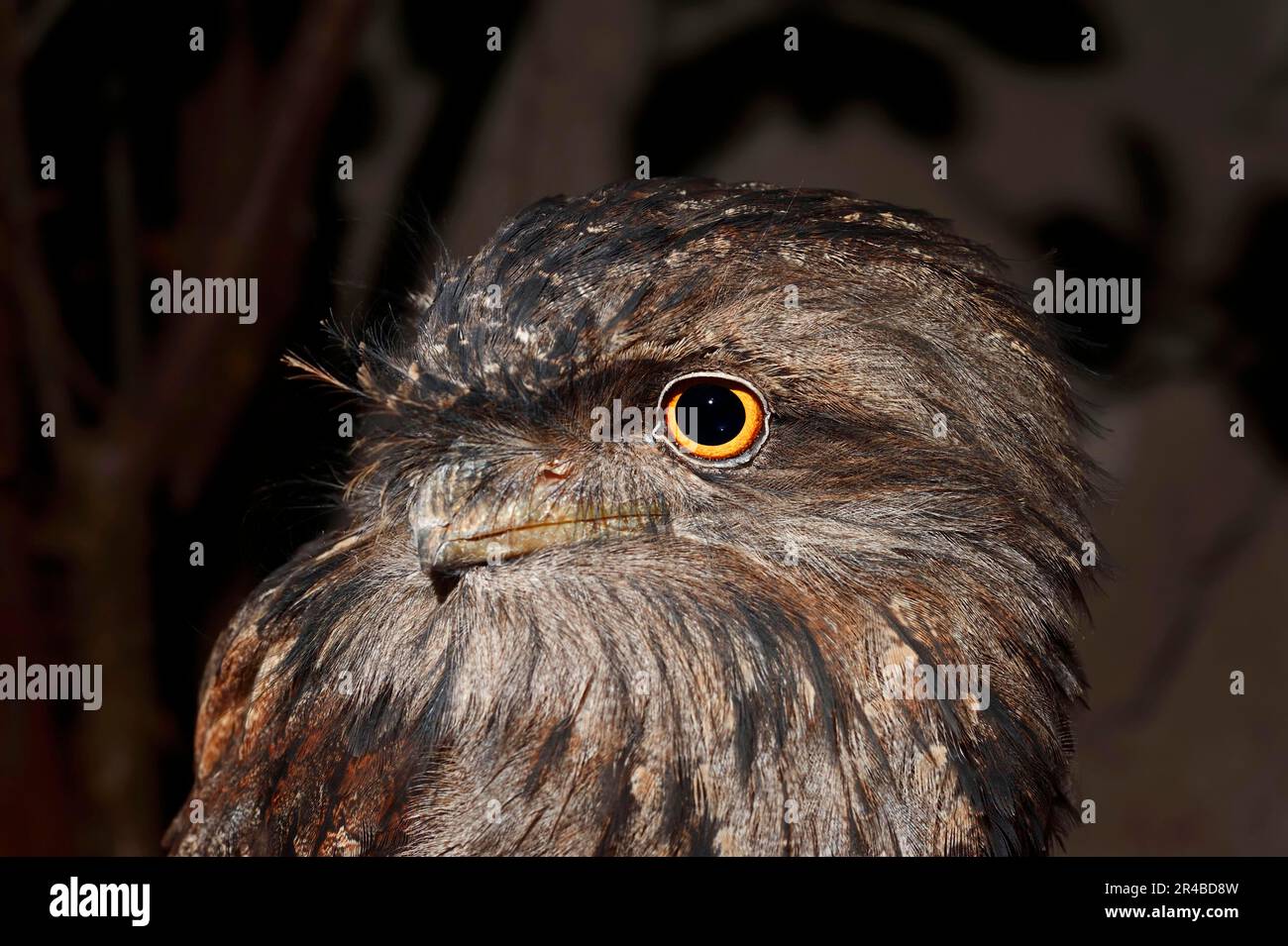 Tawny Frogmouth (Podargus strigoides Stock Photo - Alamy