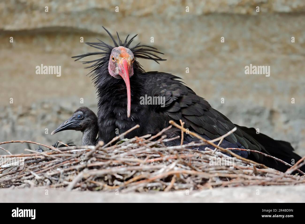 Ibis chick hi-res stock photography and images - Alamy