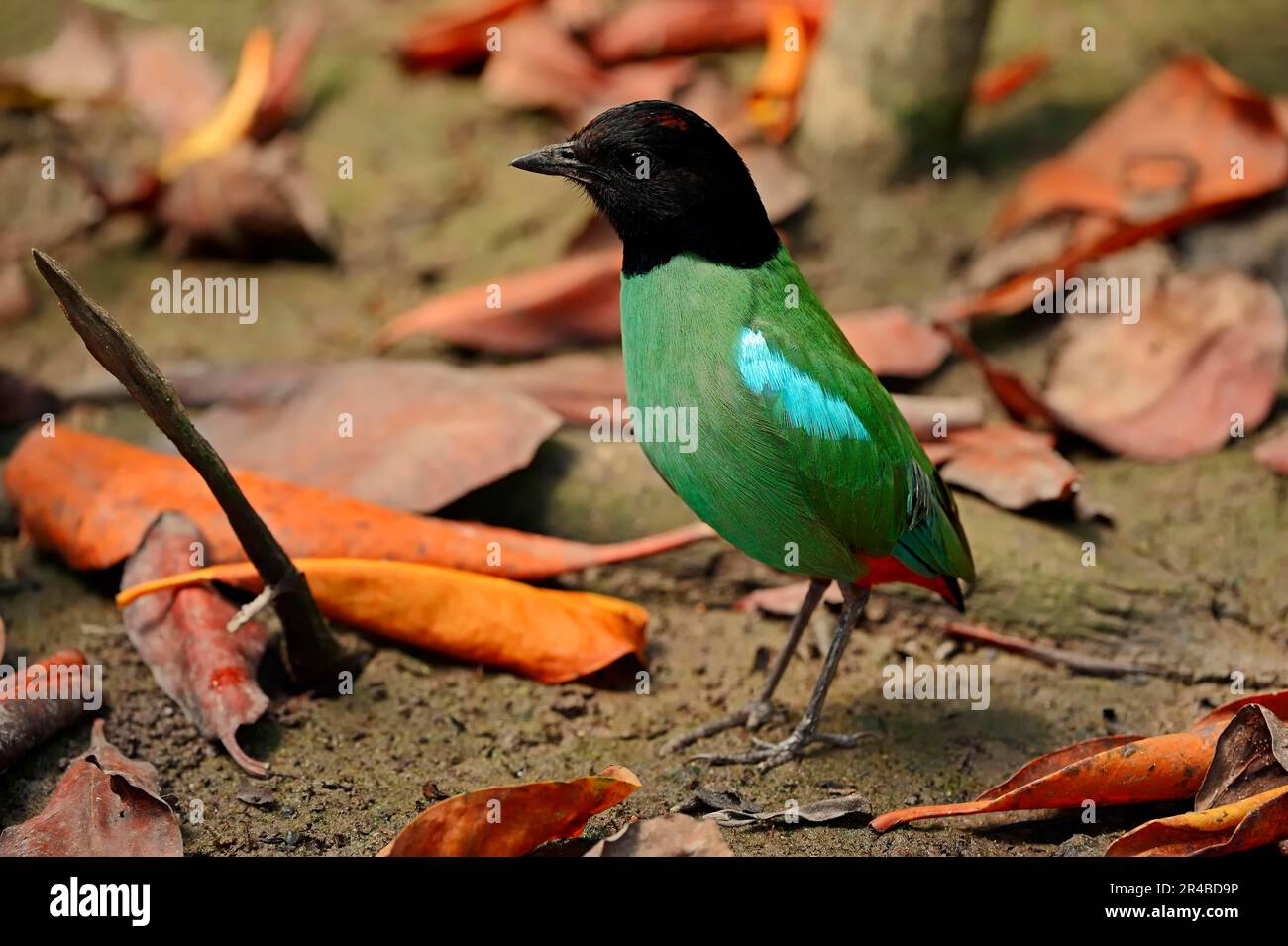 Hooded Pitta (Pitta sordida mulleri Stock Photo - Alamy