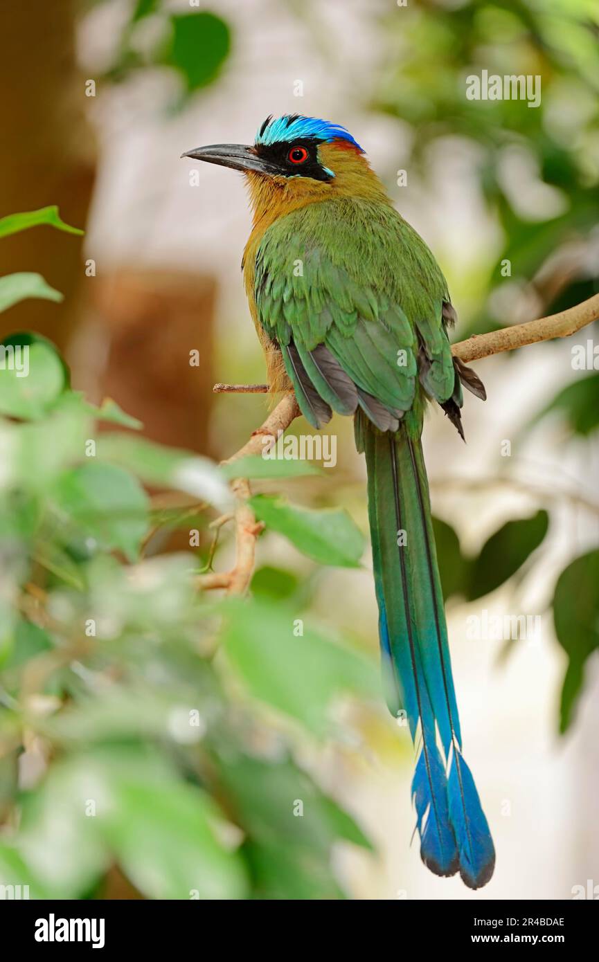 Blue-crowned Motmot (Momotus momota Stock Photo - Alamy