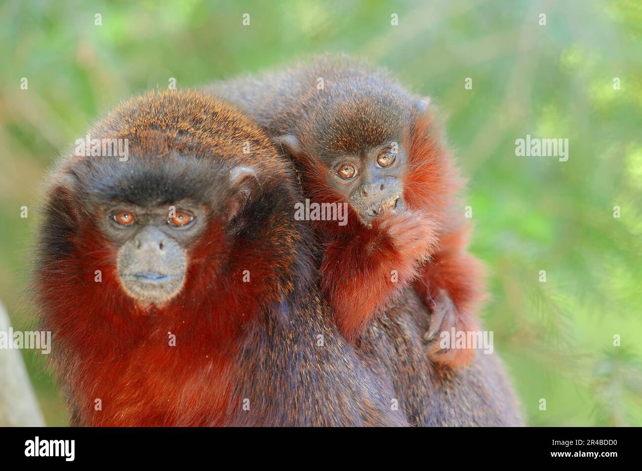 Red titi monkey callicebus cupreus hi-res stock photography and images ...
