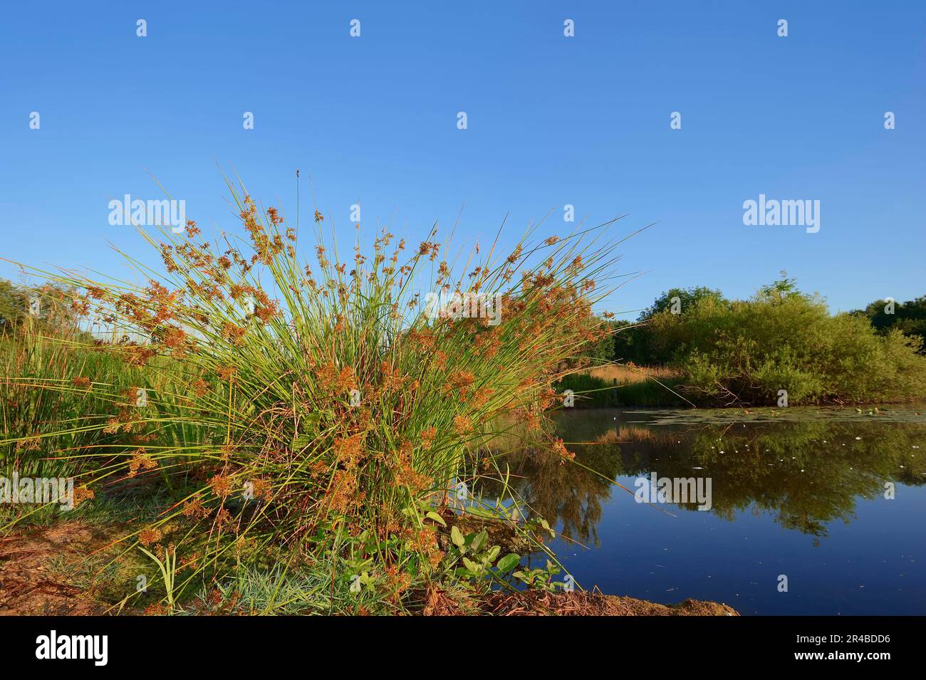 Common Rush (Juncus effusus), North Rhine-Westphalia, Germany, Soft ...