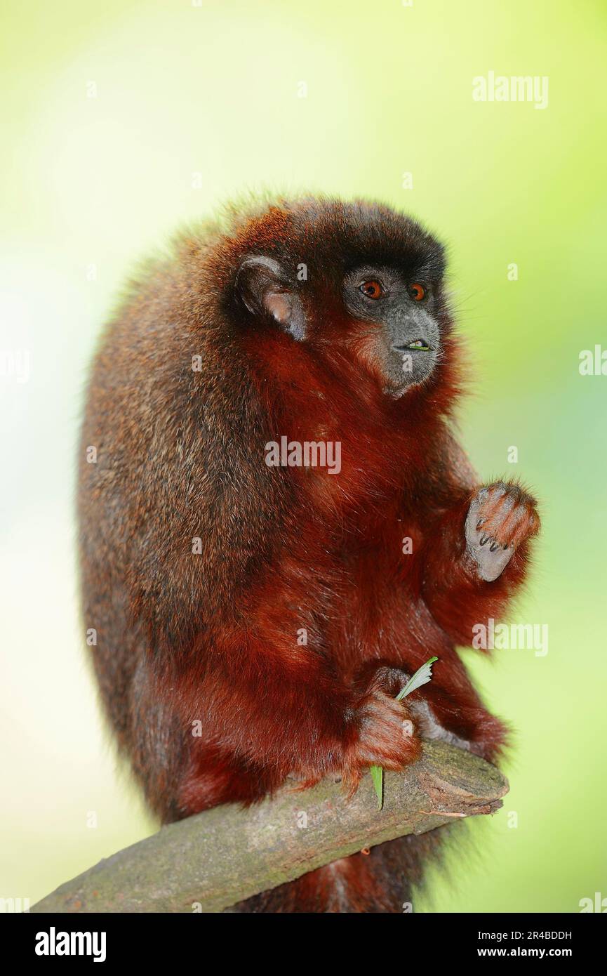 Red titi monkey callicebus cupreus hi-res stock photography and images ...
