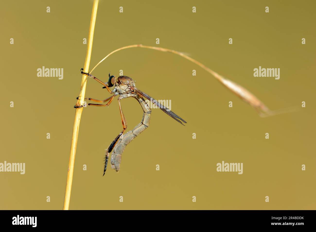 Striped slender robber fly hi-res stock photography and images - Alamy