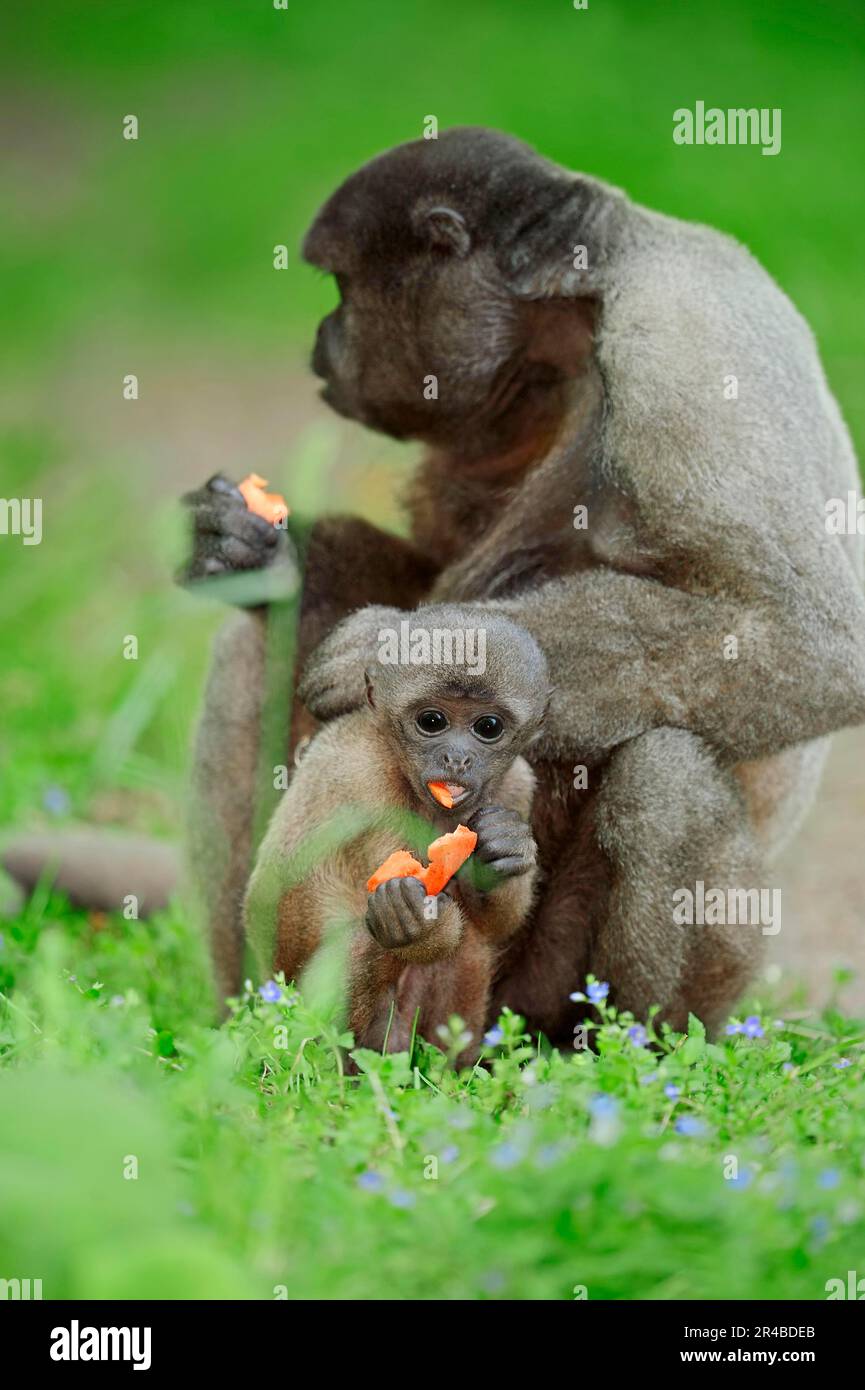 Common Woolly Monkey (Lagothrix lagotricha), female with young Stock ...