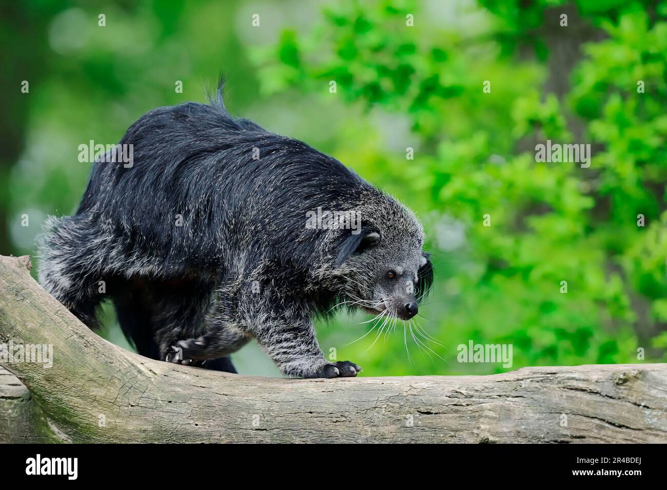 Binturong (Arctictis binturong), Asian bearcat, Palawan bearcat Stock ...