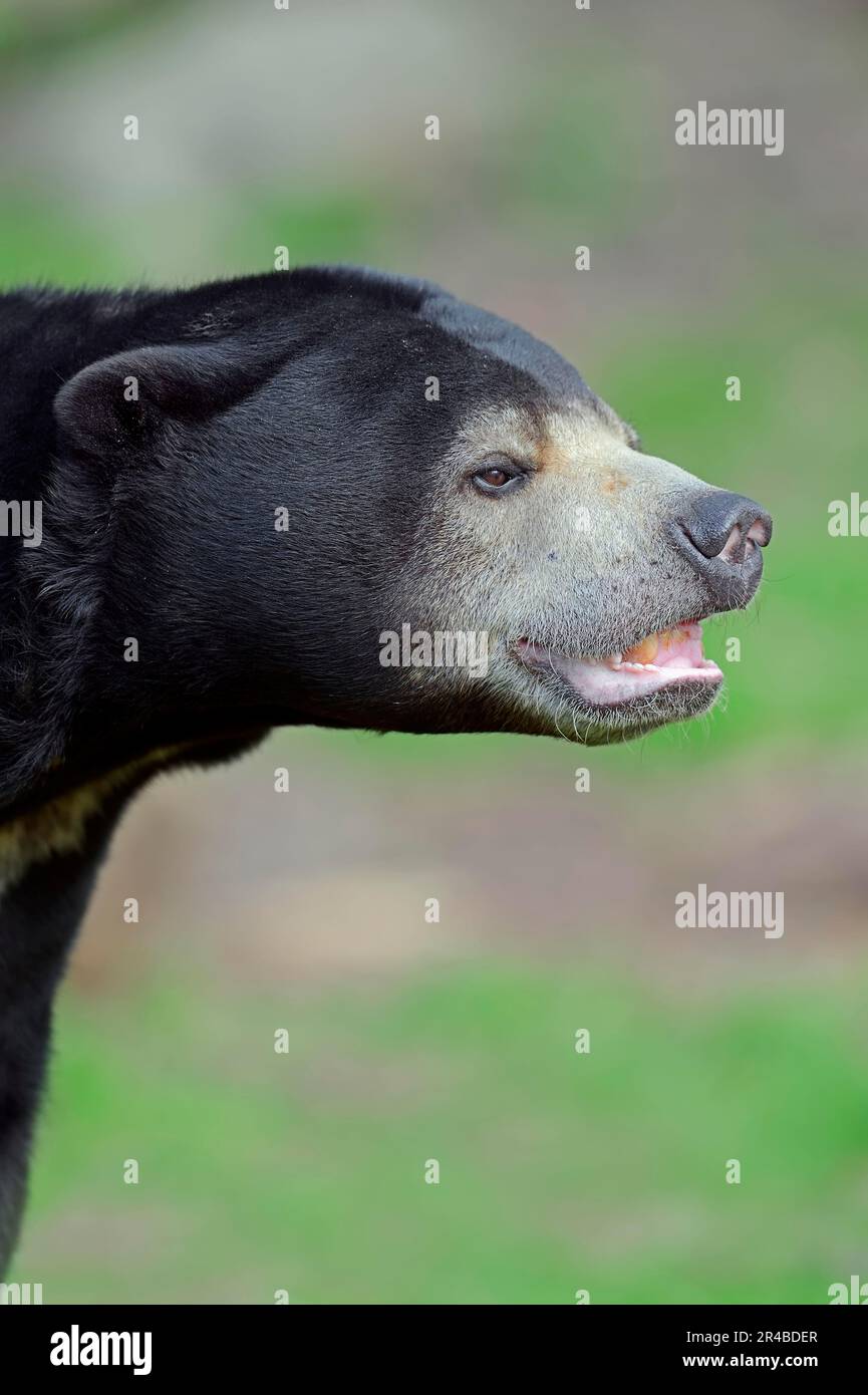 Black sun bear hi-res stock photography and images - Alamy