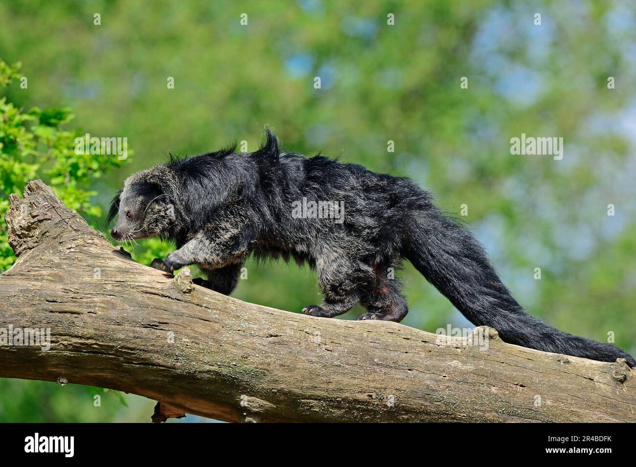 Binturong (Arctictis binturong), Asian bearcat, Palawan bearcat Stock ...
