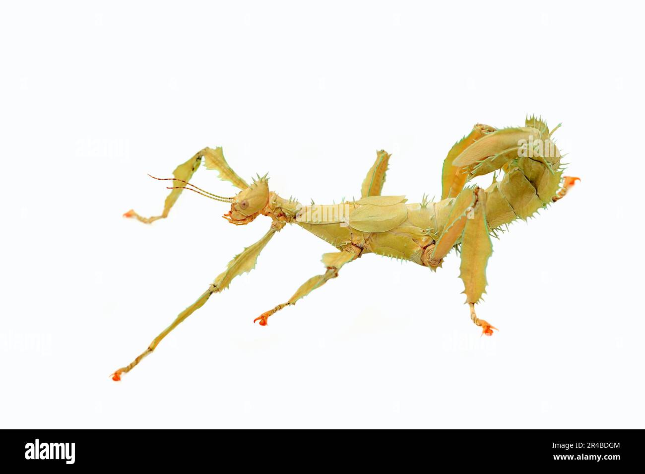 Giant prickly stick insect (Extatosoma tiaratum), female, ghost insect ...