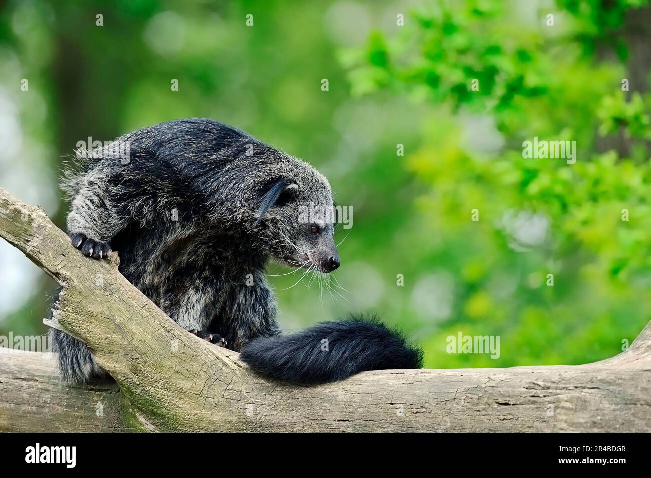Binturong (Arctictis binturong), Asian bearcat, Palawan bearcat Stock ...