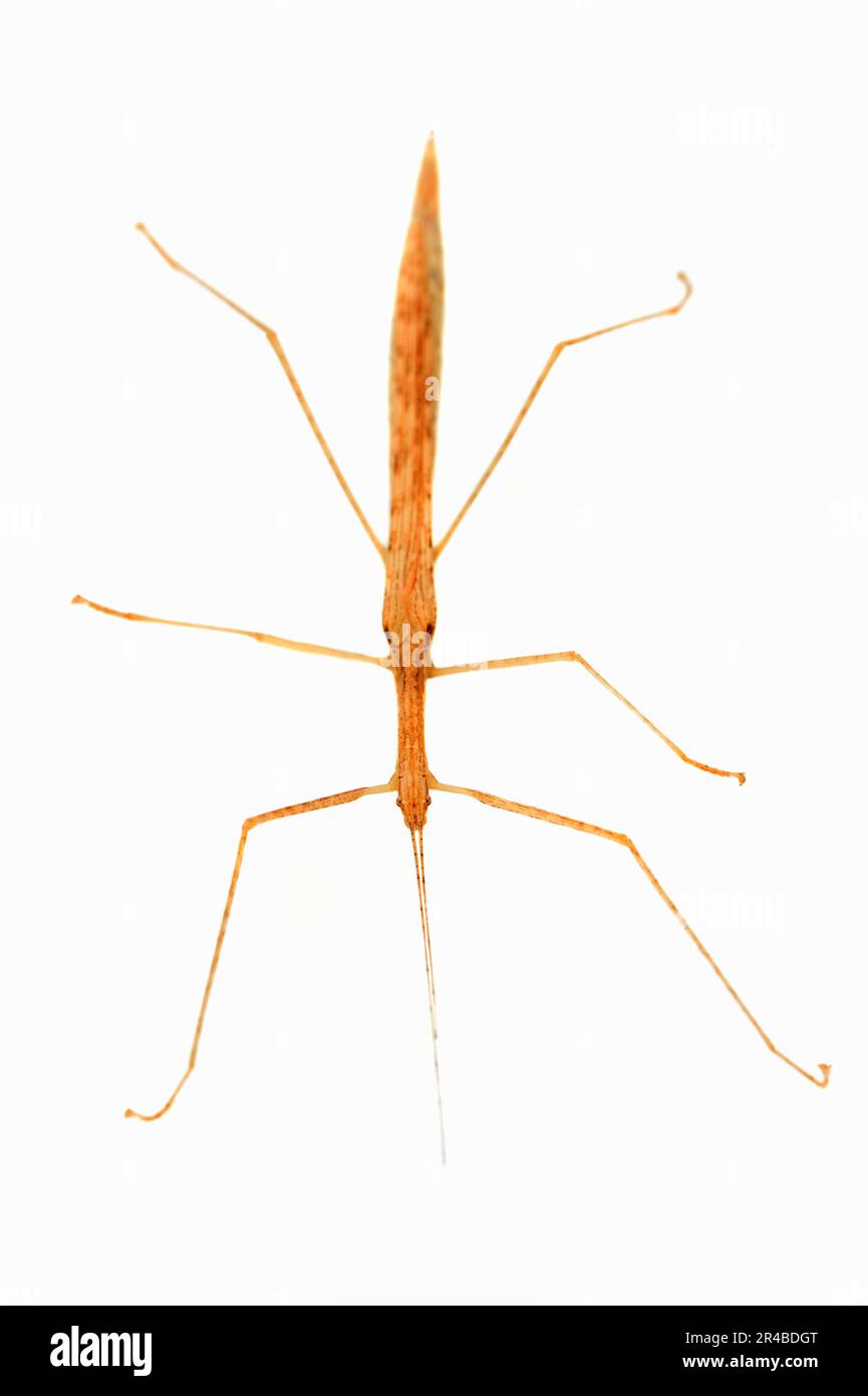 Winged stick insect (Sipyloidea sipylus), stick insect, rose-winged ...