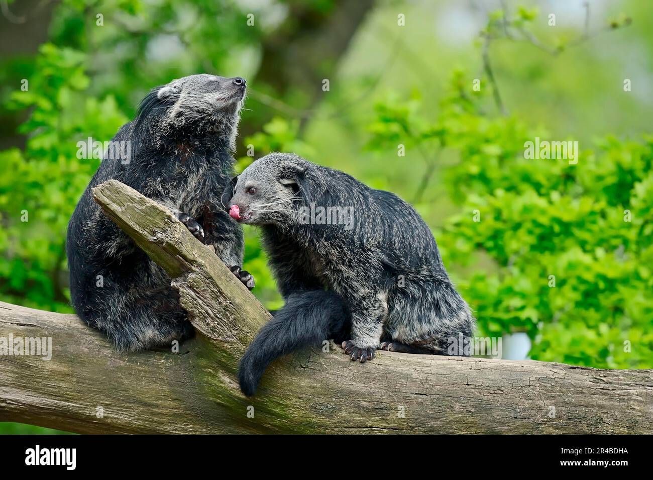 Binturong civet or asian bearcat arctictis binturong hi-res stock ...