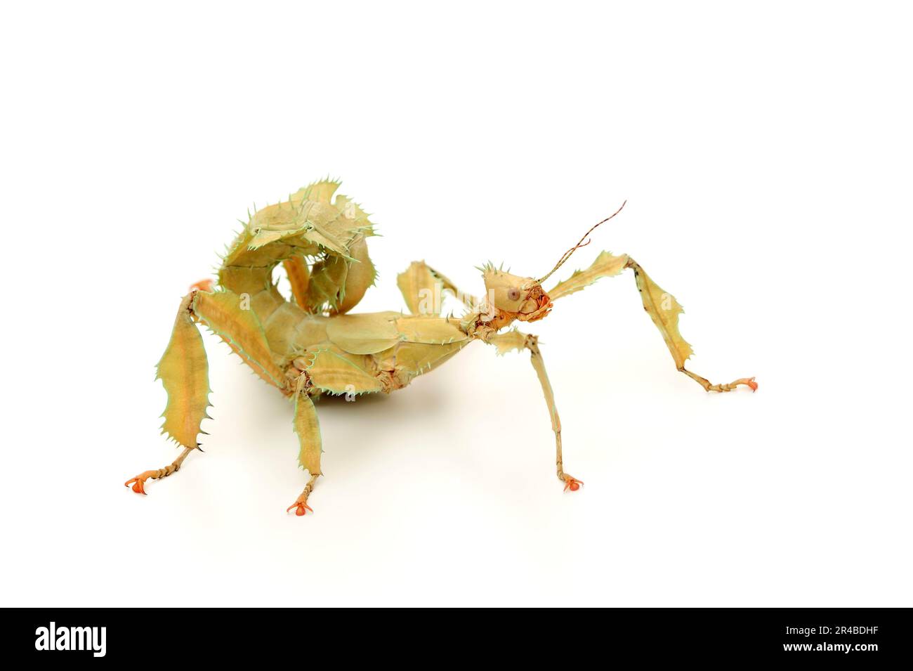 Giant prickly stick insect (Extatosoma tiaratum), female, ghost insect ...