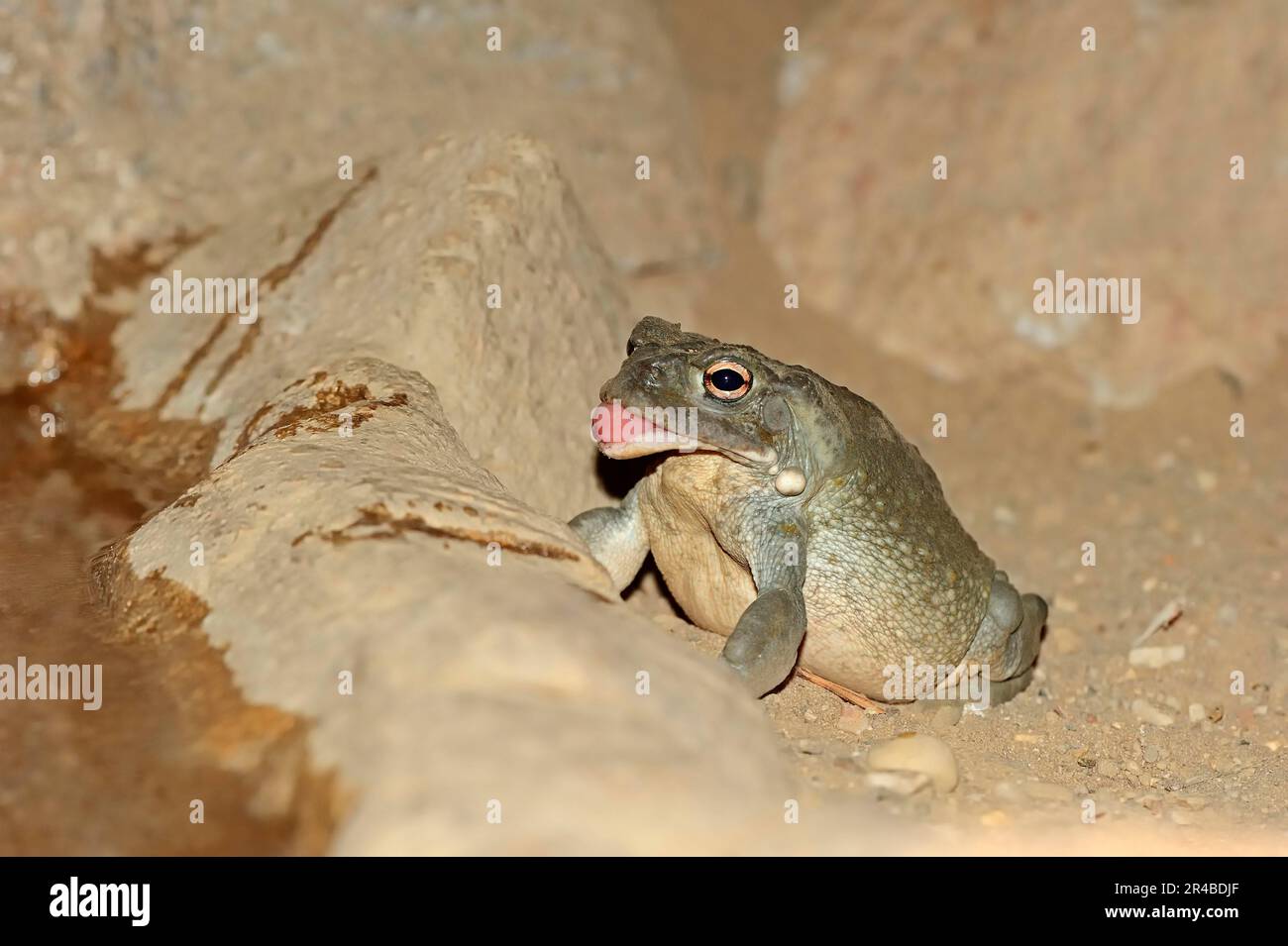 Colorado River Toad (Bufo alvarius), Sonoran Desert Toad Stock Photo ...