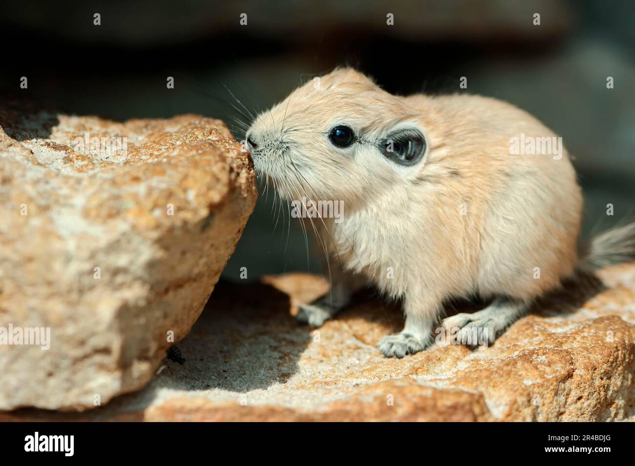 Young Common Gundi (Ctenodactylus gundi), North African Gundi Stock ...