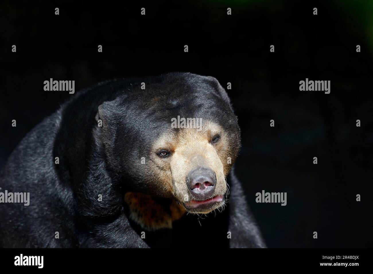 Black sun bear hi-res stock photography and images - Alamy