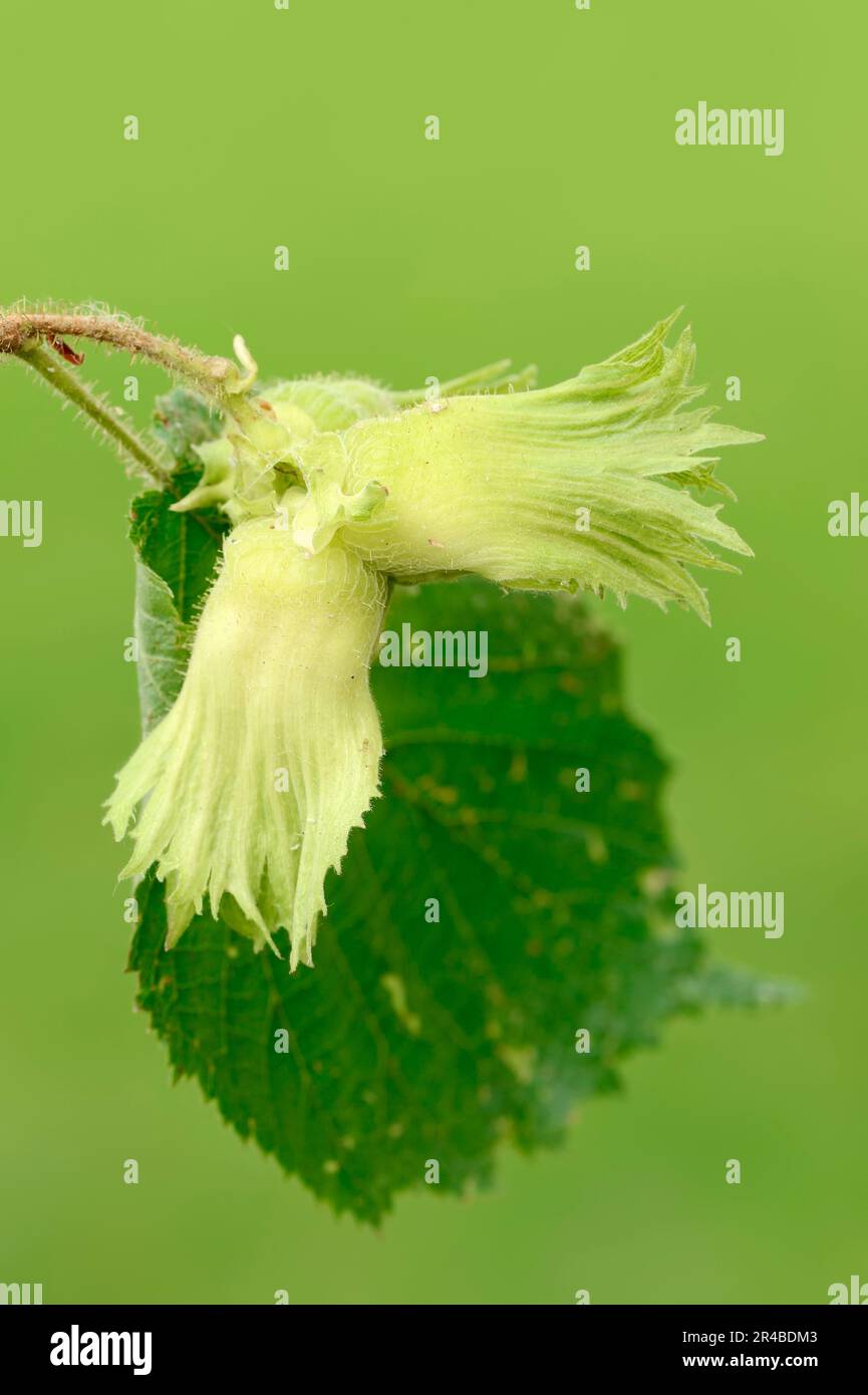 Common hazel (Corylus avellana), hazelnuts and leaf, North Rhine ...