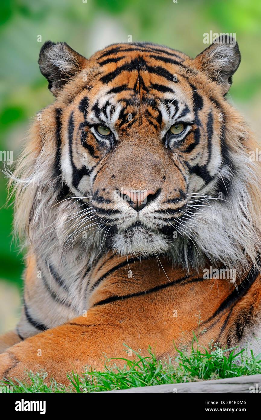 Sumatran Tiger Face