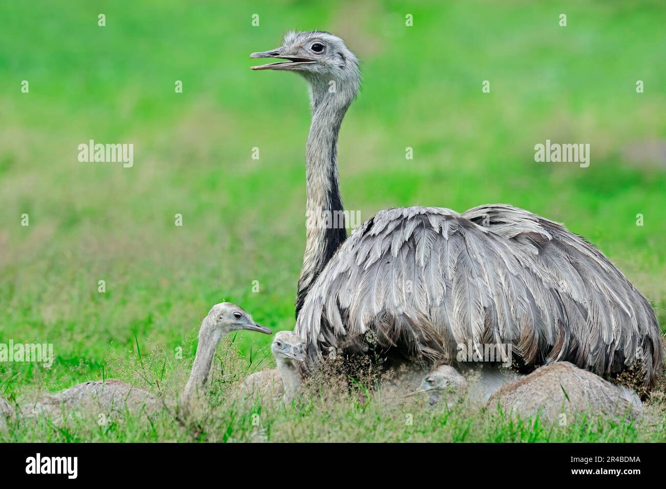 Greater rhea (Rhea americana) with young birds Stock Photo - Alamy