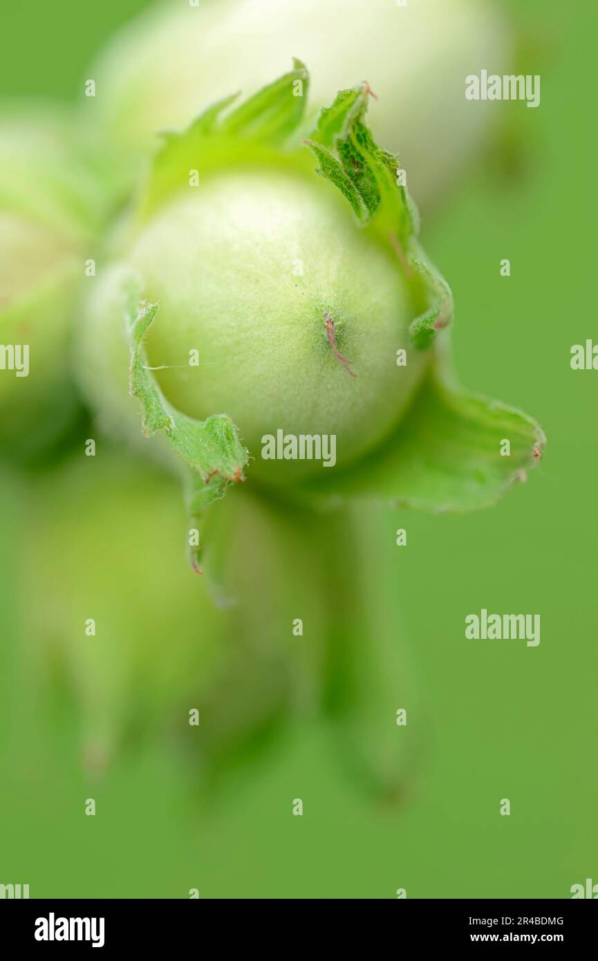 Common hazel (Corylus avellana), hazelnuts and leaf, North Rhine ...