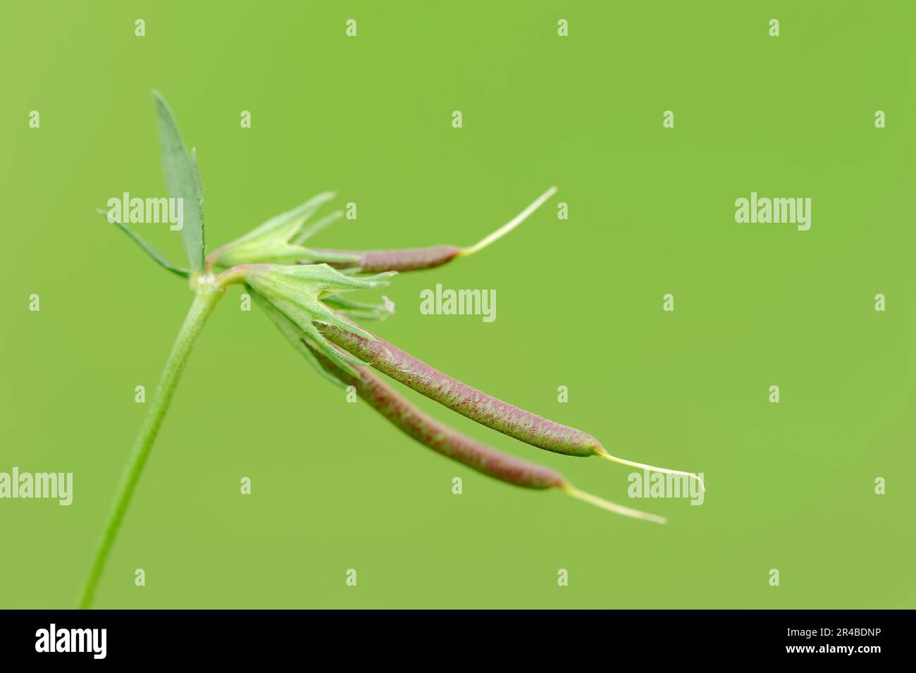 Birdsfoot Trefoil, fruits, North Rhine-Westphalia, Germany (Lotus ...