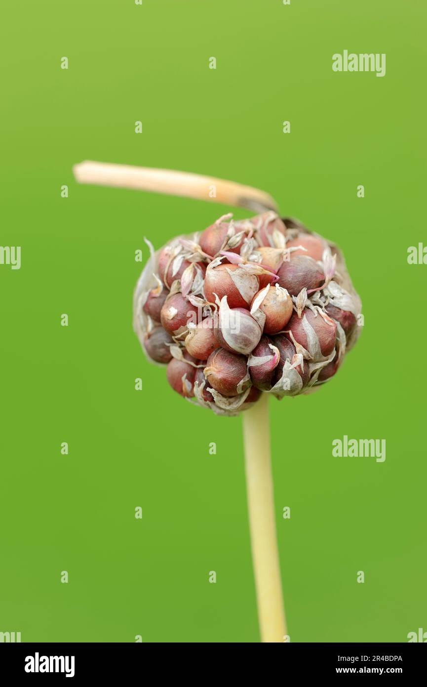 Bulbils hi-res stock photography and images - Alamy