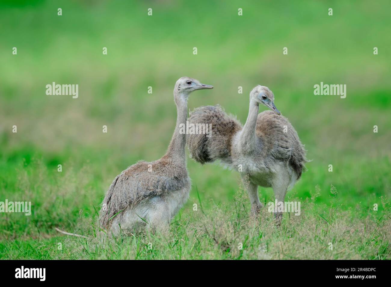 Young American Rhea (Rhea americana), Greater Rhea, Common Rhea Stock ...