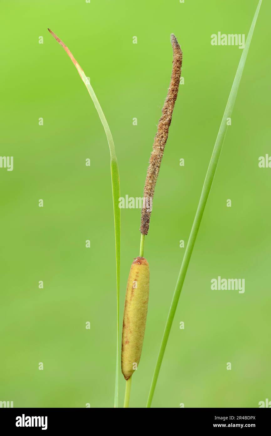 Bulrush flower hi-res stock photography and images - Alamy