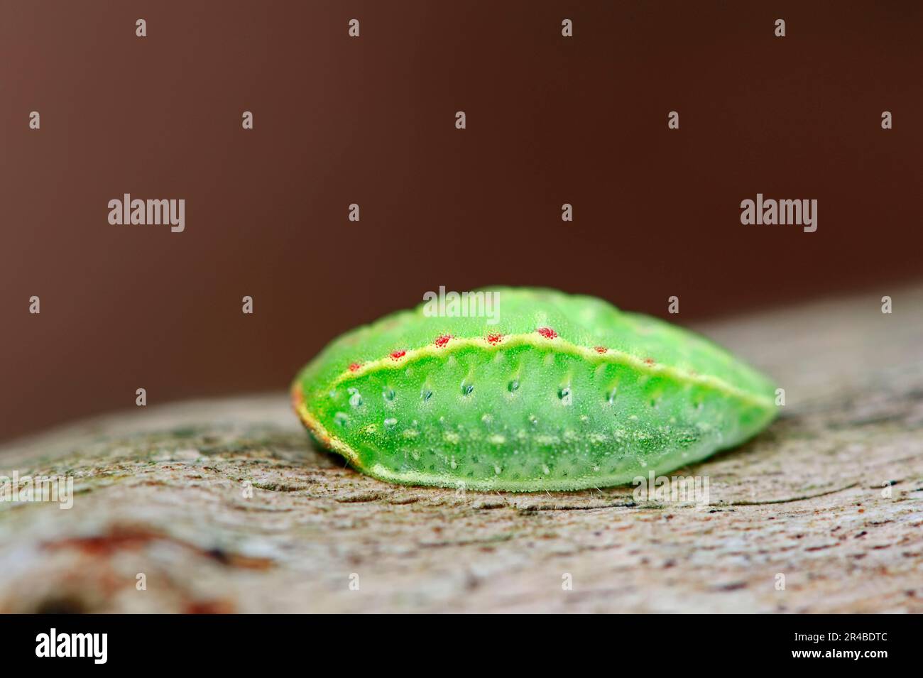 Limacodidae hi-res stock photography and images - Alamy