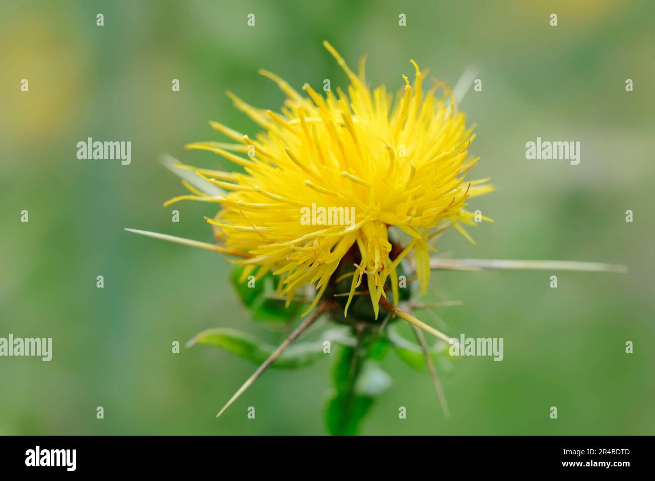 Yellow Star Thistle (Centaurea solstitialis Stock Photo - Alamy