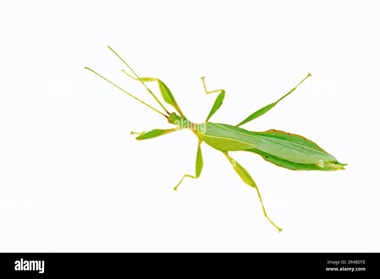 Walking (phyllium siccifolium) (Phyllium philippinicum) leaf, male ...