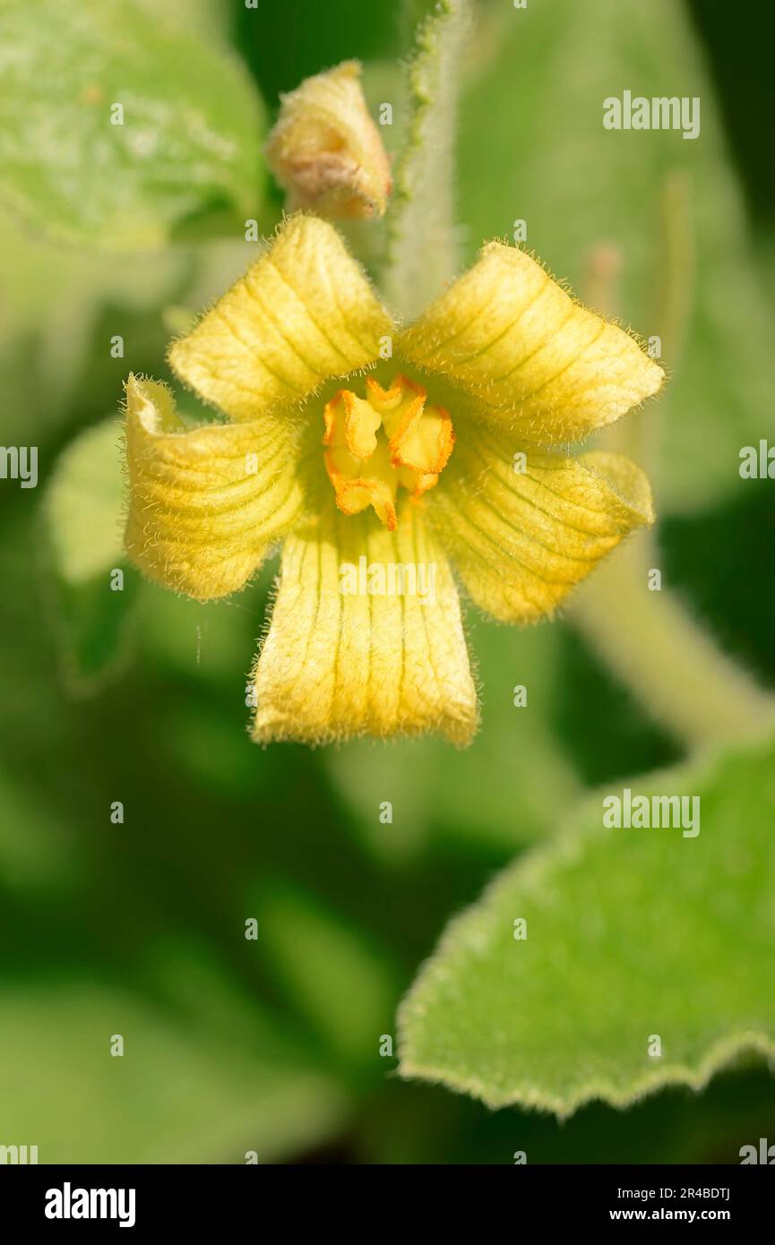 Squirting Cucumber (Ecballium elaterium), Exploding Cucumber Stock ...