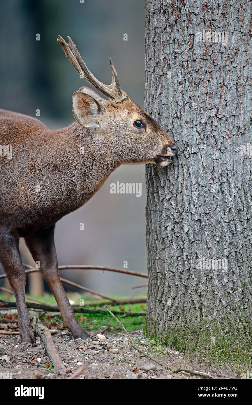 Hog deer (Axis porcinus), male Stock Photo - Alamy